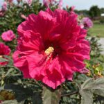 'Watermelon Ruffles' Hibiscus – Garden Crossings
