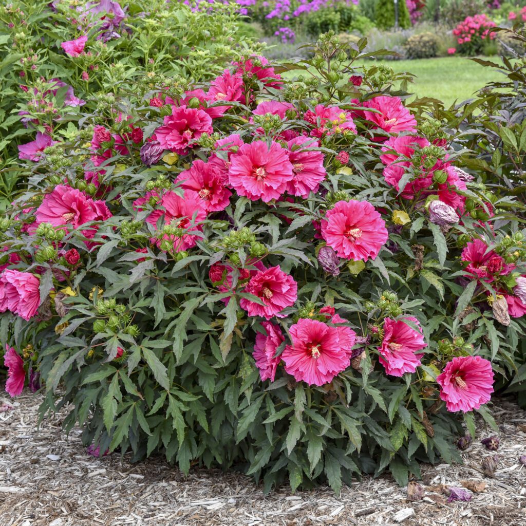 'Watermelon Ruffles' Hibiscus – Garden Crossings
