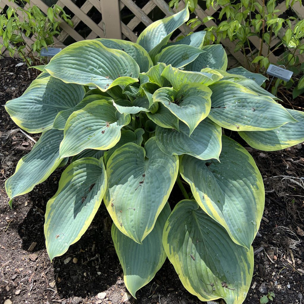 Hosta SHADOWLAND® 'Gigantosaurus' – Garden Crossings