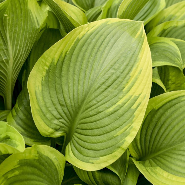 Hosta SHADOWLAND® 'Lone Star' – Garden Crossings