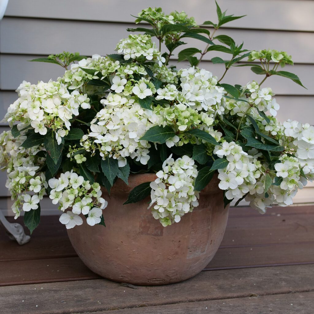 FAIRYTRAIL™ White Hydrangea | Cascading Mophead Shrub