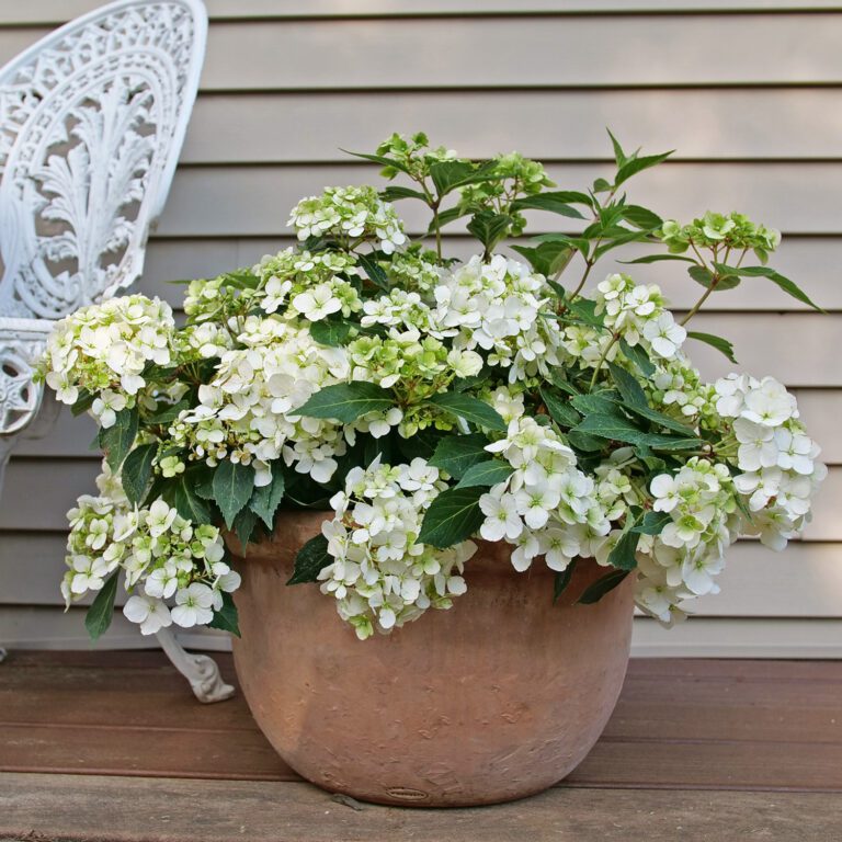 FAIRYTRAIL™ White Hydrangea | Cascading Mophead Shrub