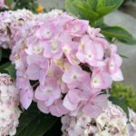 Wee Bit Innocent Hydrangea with Double Pink Blossoms