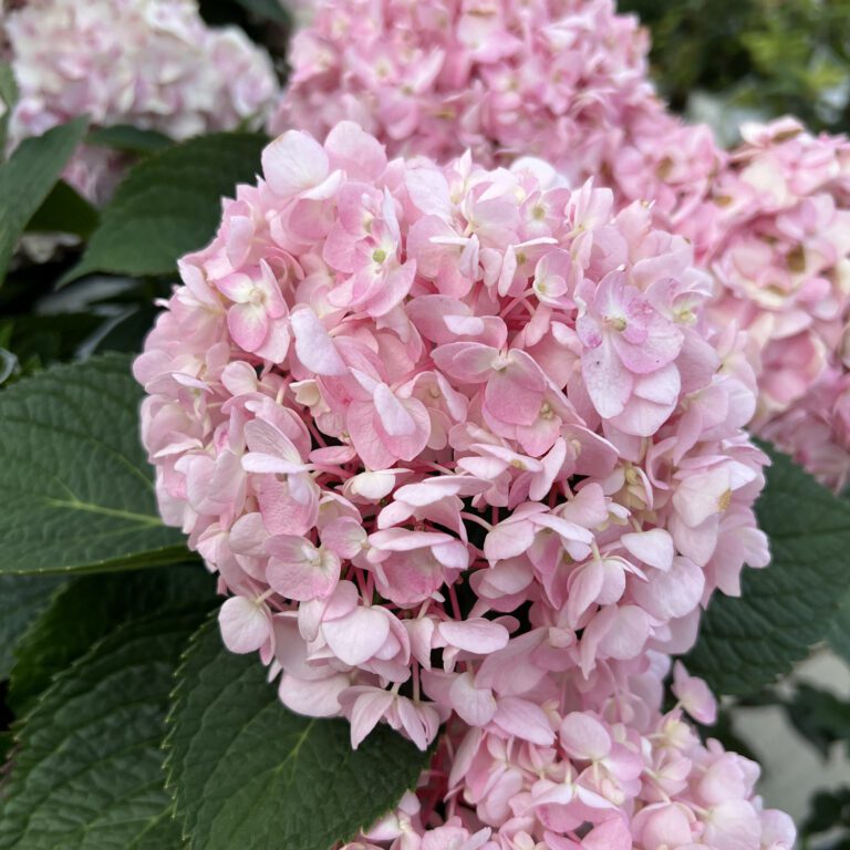 Wee Bit Innocent Hydrangea with Double Pink Blossoms