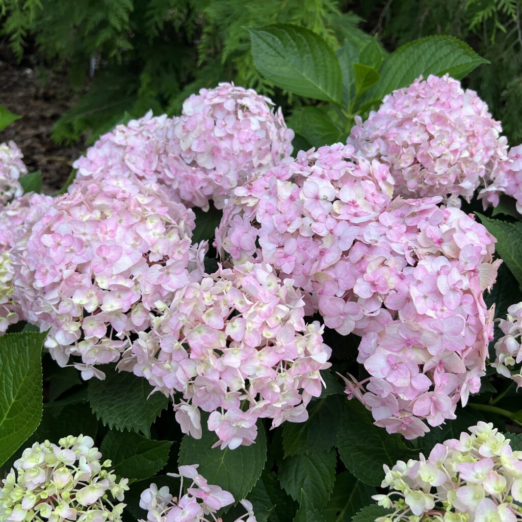 Wee Bit Innocent Hydrangea with Double Pink Blossoms