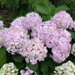Wee Bit Innocent Hydrangea with Double Pink Blossoms
