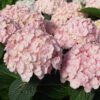 Wee Bit Innocent Hydrangea with Double Pink Blossoms