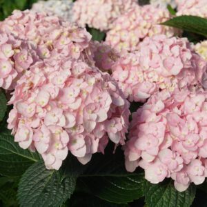 Wee Bit Innocent Hydrangea with Double Pink Blossoms