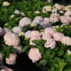 Wee Bit Innocent Hydrangea with Double Pink Blossoms