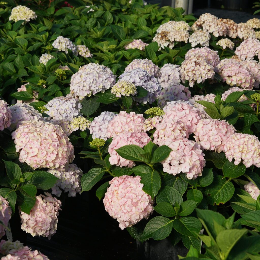 Wee Bit Innocent Hydrangea with Double Pink Blossoms