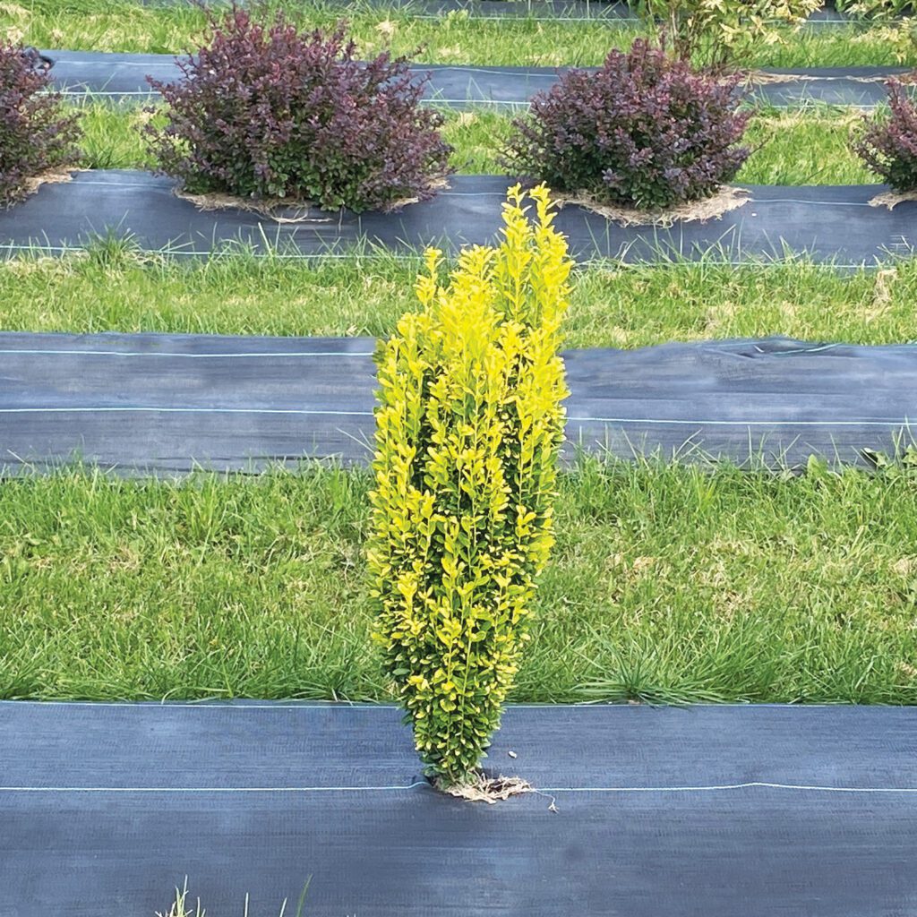 Ilex GLOW STICK™ – Garden Crossings