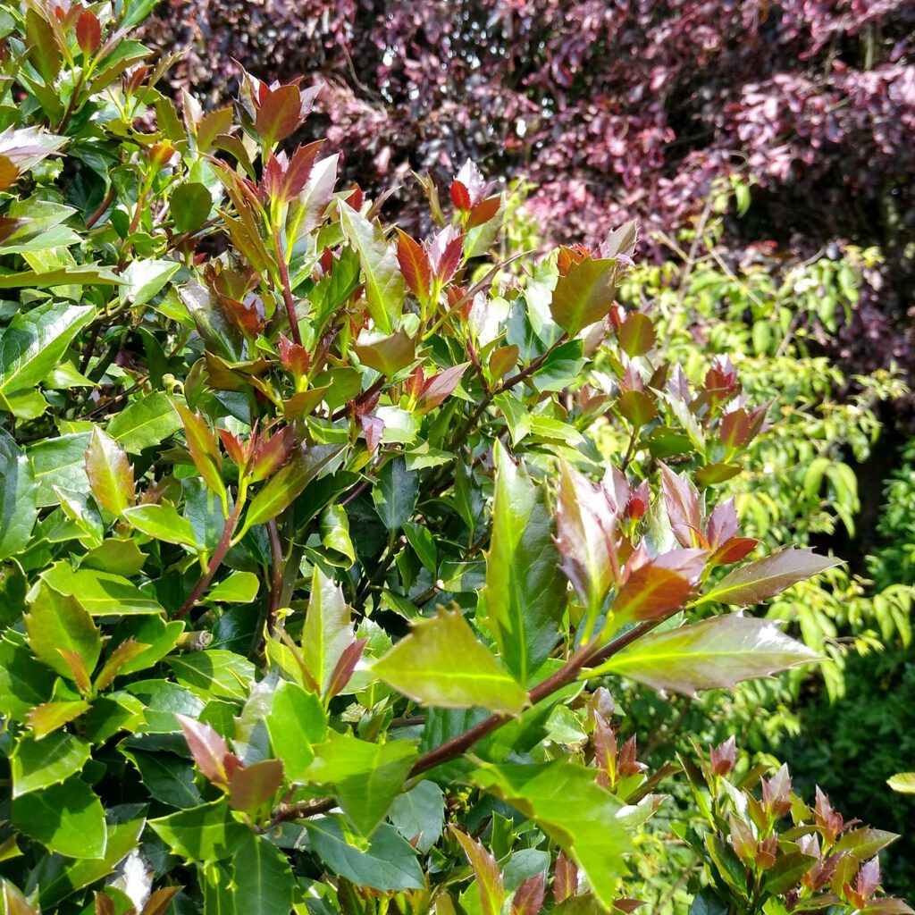 Ilex CASTLE ROUGE™ - Garden Crossings