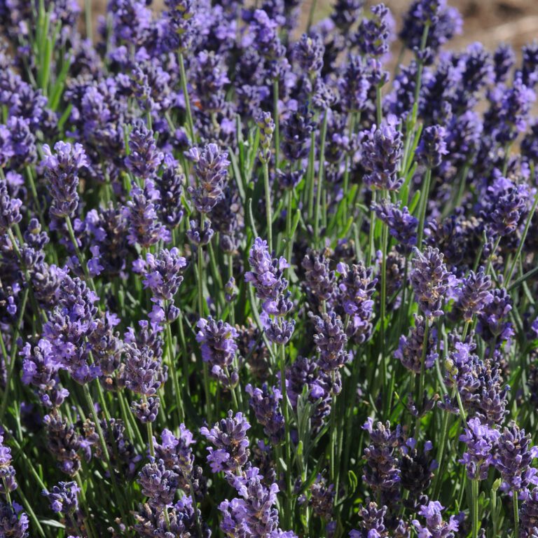 Lavandula 'SuperBlue' – Garden Crossings