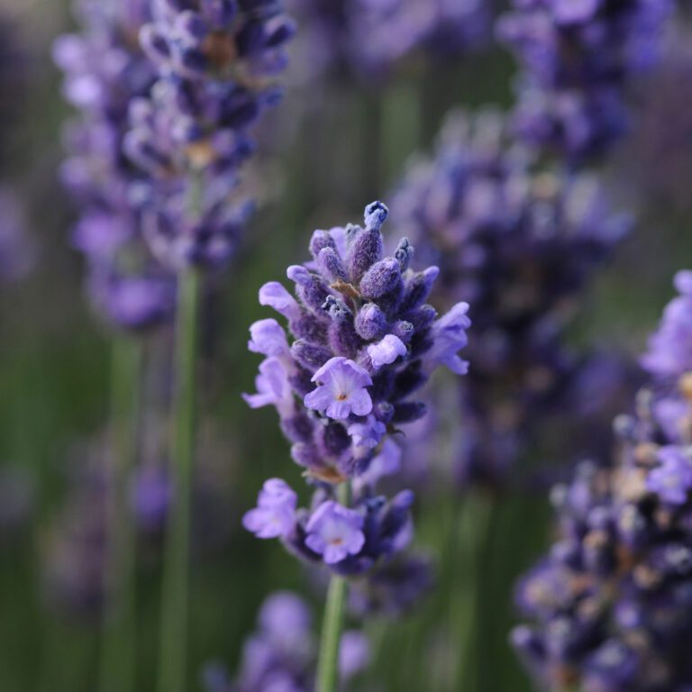 Lavandula 'SuperBlue' – Garden Crossings