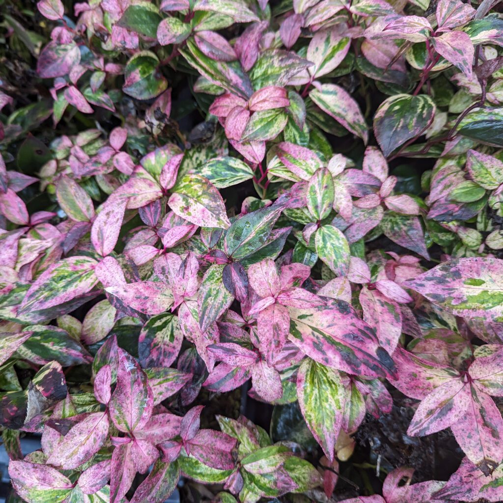 Leucothoe PAISLEY PUP™ – Garden Crossings