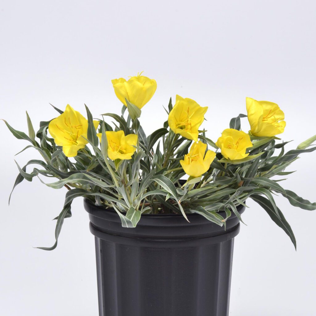 (Missouri Evening Primrose) Oenothera 'Evening Rose'