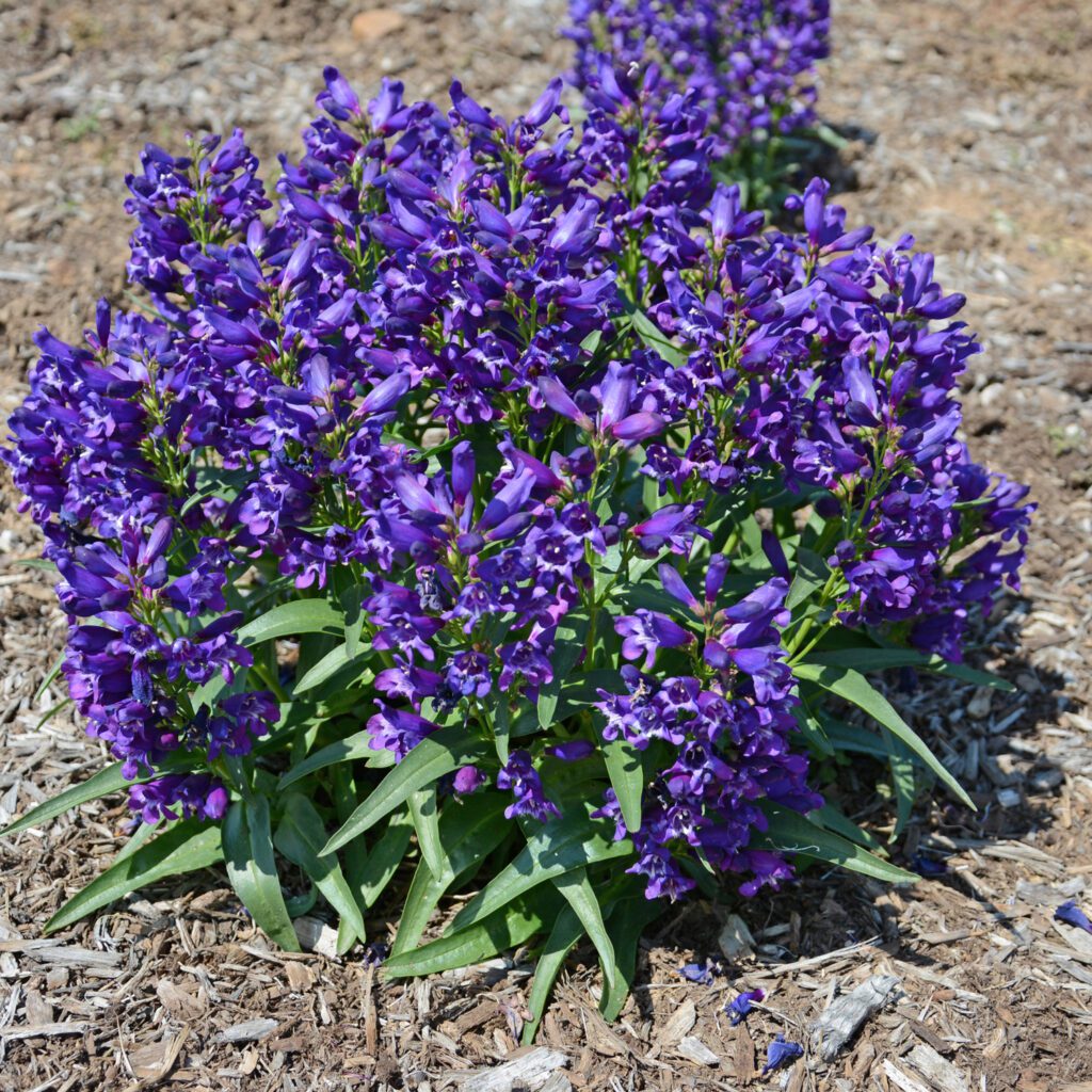 Penstemon Rock Candy® Purple – Garden Crossings