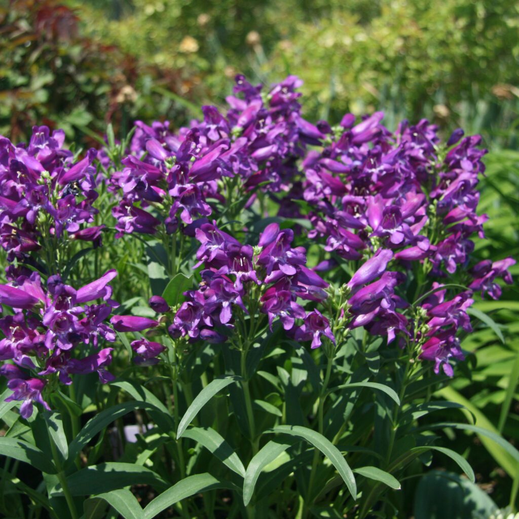 Penstemon Rock Candy® Purple – Garden Crossings