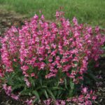 Penstemon Rock Candy® Ruby – Garden Crossings
