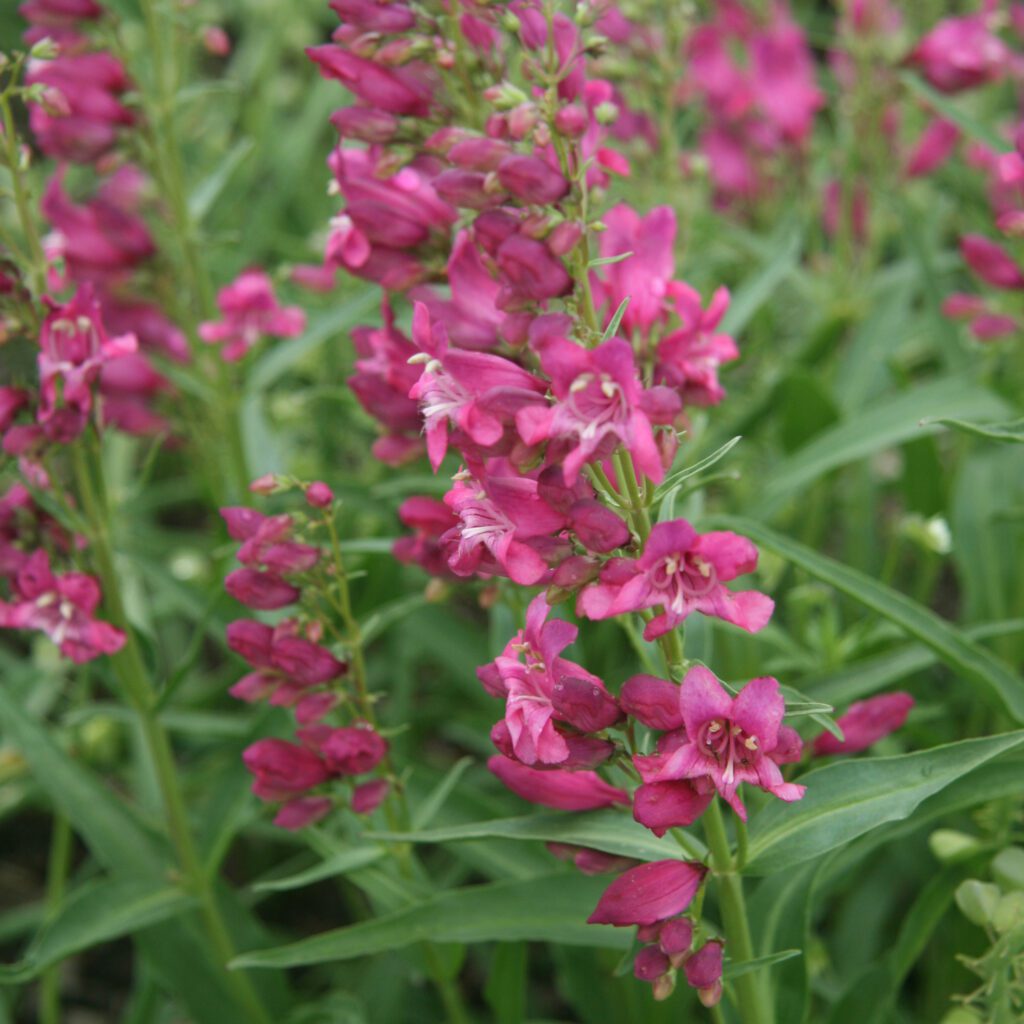 Penstemon Rock Candy® Ruby – Garden Crossings