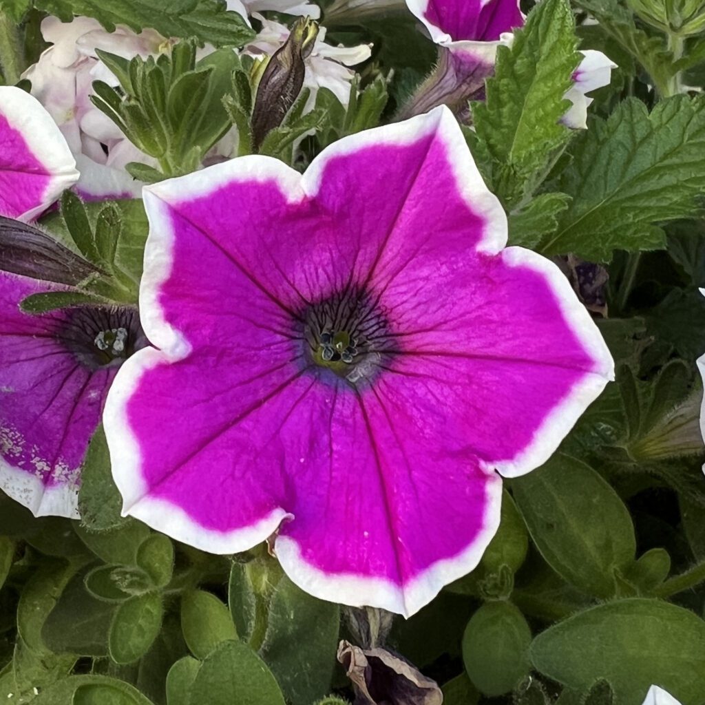 SUPERTUNIA® HOOPLA™ VIVID ORCHID™ Petunia – Order Online