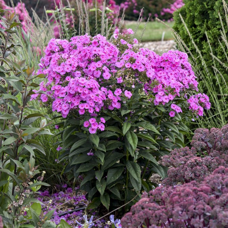 Phlox LUMINARY™ 'Prismatic Pink' – Garden Crossings