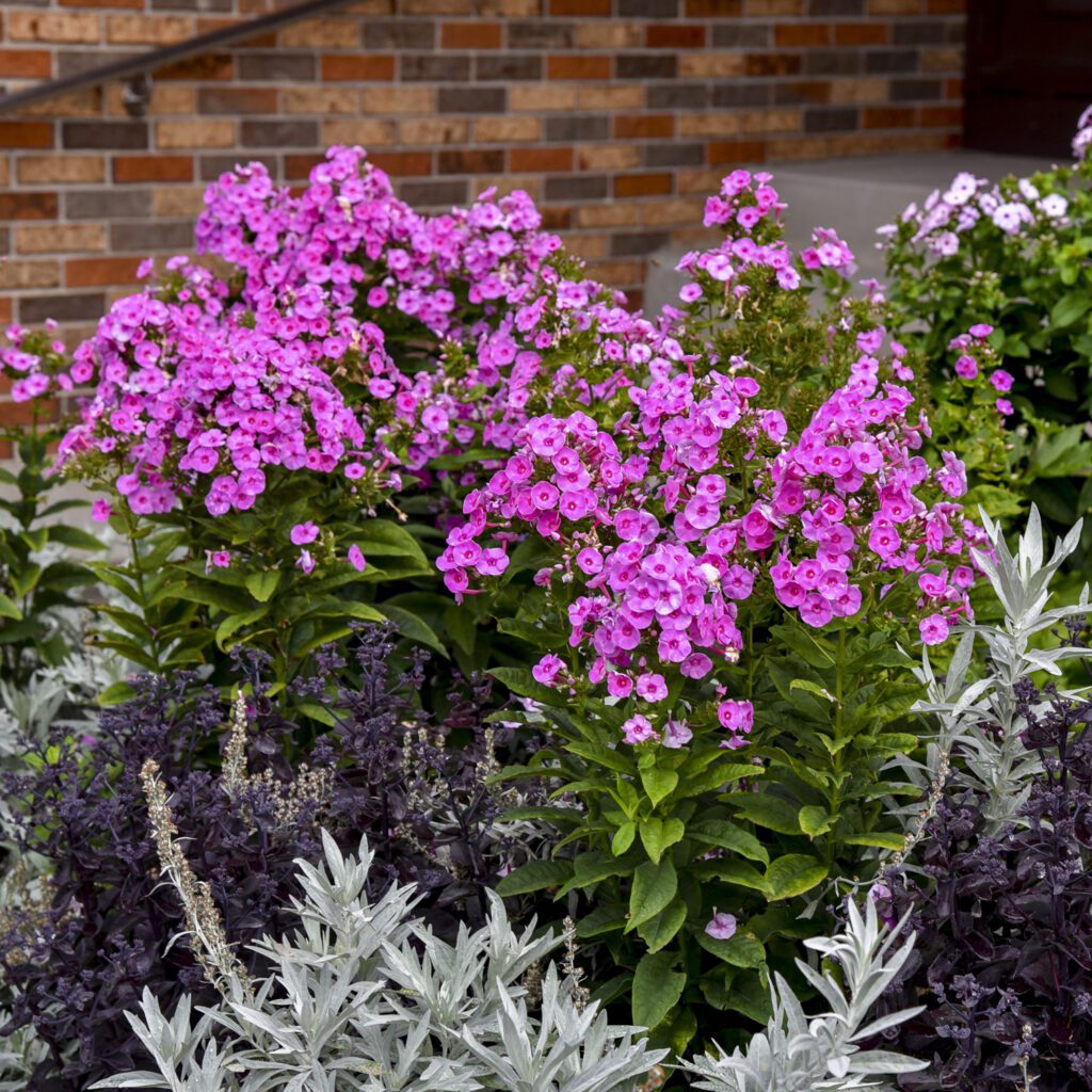 Phlox LUMINARY™ 'Prismatic Pink' – Garden Crossings