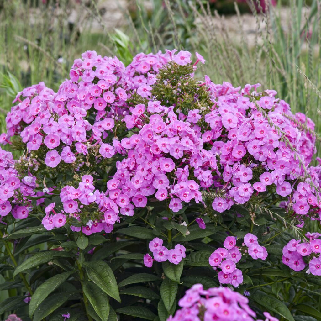 Phlox LUMINARY™ 'Prismatic Pink' – Garden Crossings
