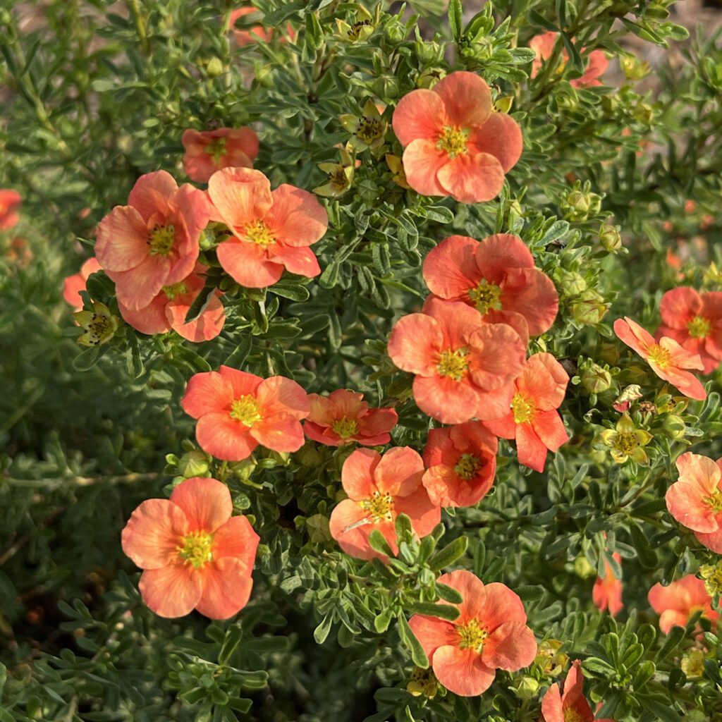 HAPPY FACE® Orange Potentilla