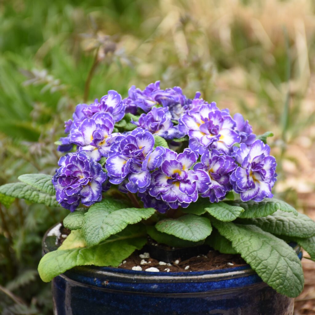 Primula BOUQUET PERFECT™ 'Blue Ripples' – Garden Crossings