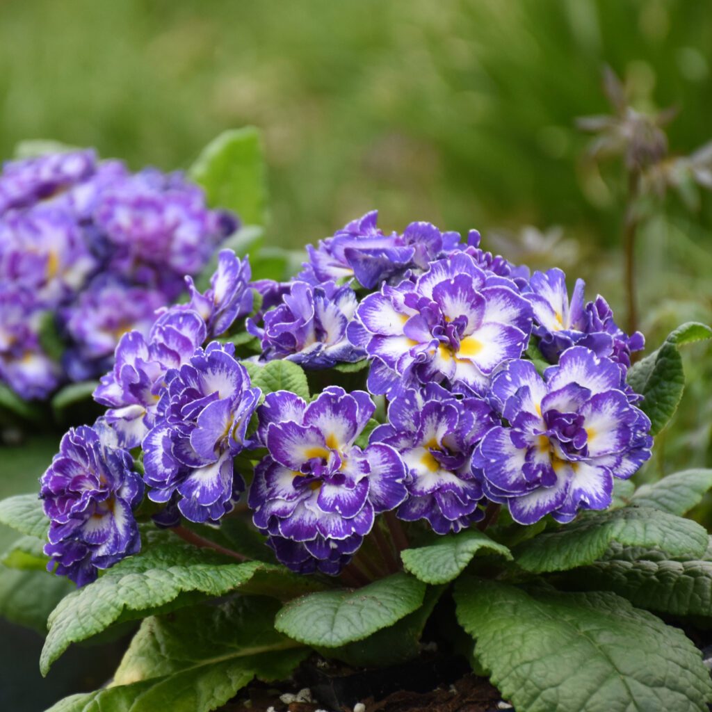 Primula BOUQUET PERFECT™ 'Blue Ripples' – Garden Crossings