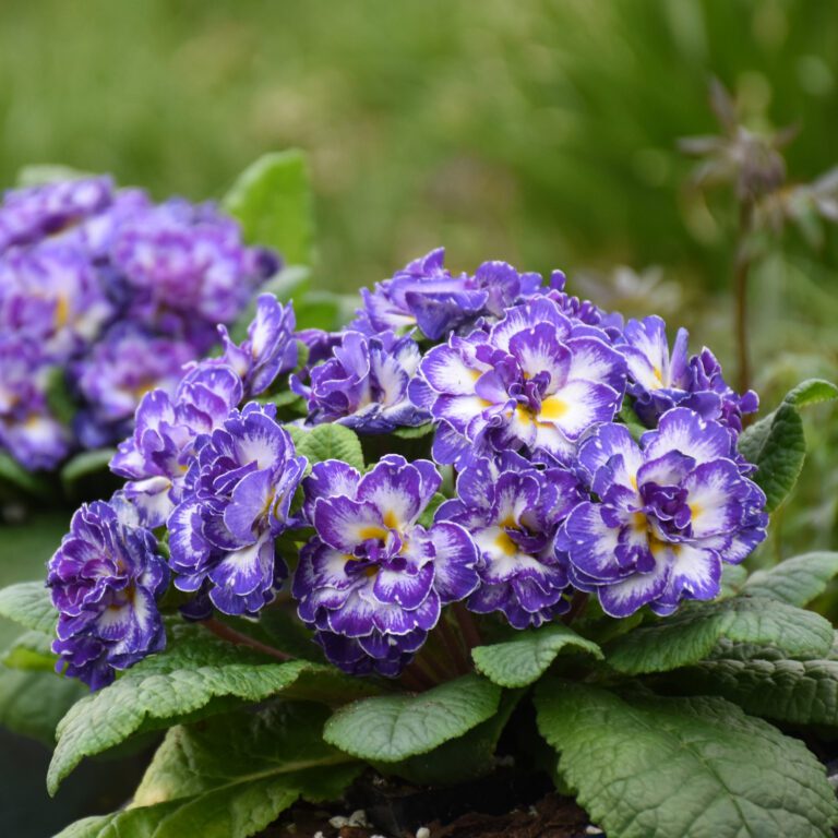 Primula BOUQUET PERFECT™ 'Blue Ripples' – Garden Crossings