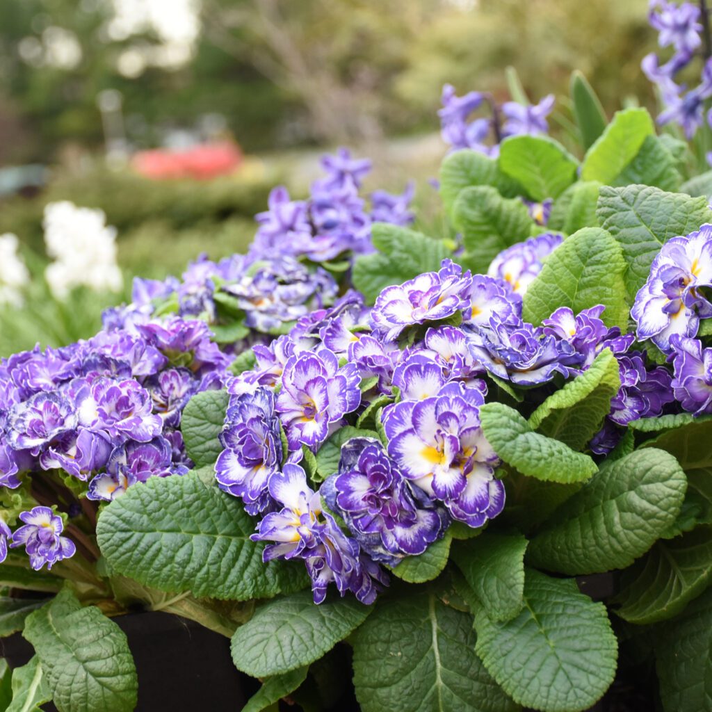 Primula BOUQUET PERFECT™ 'Blue Ripples' – Garden Crossings