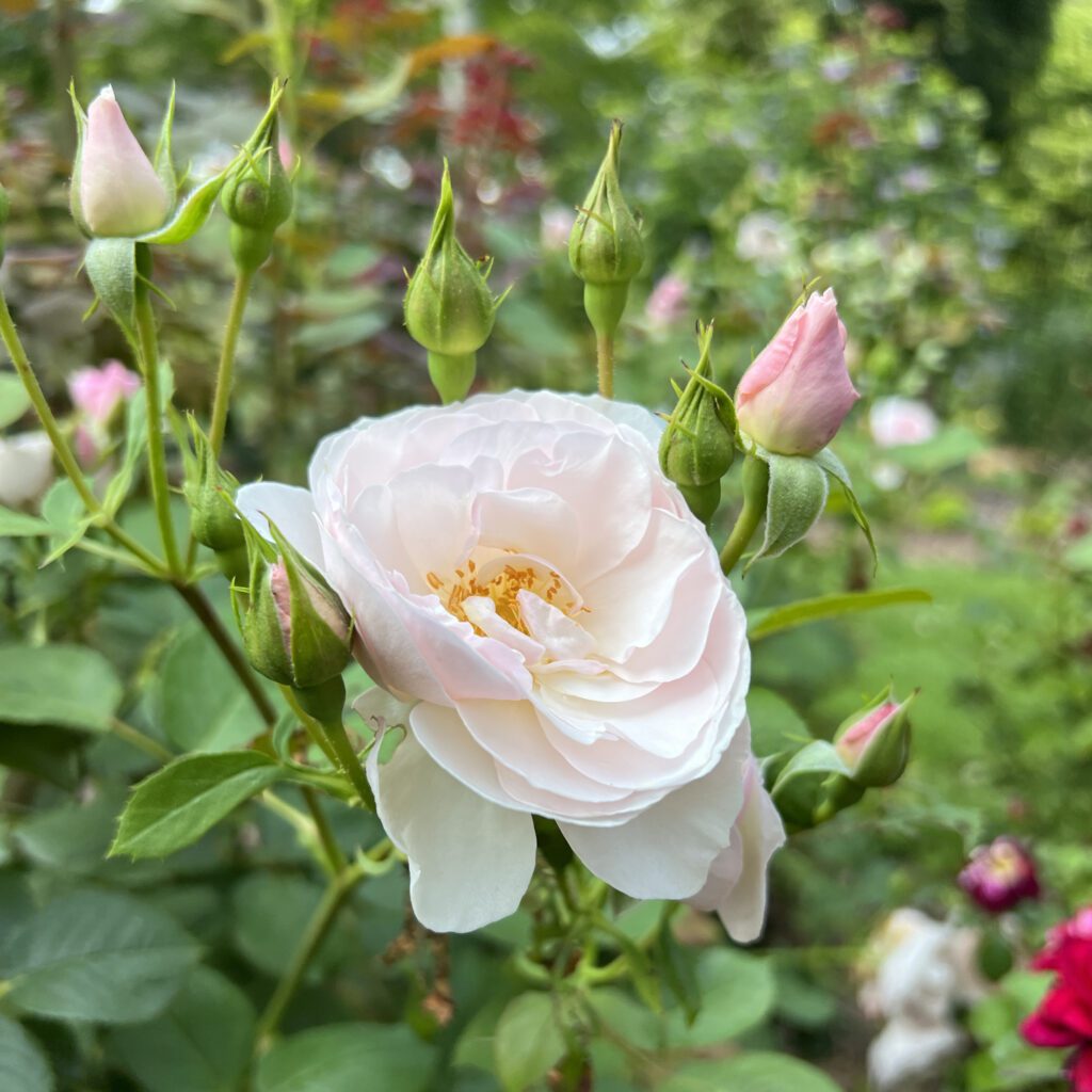 FLAVORETTE® Peard Rose | Edible Fragrant Garden Shrub