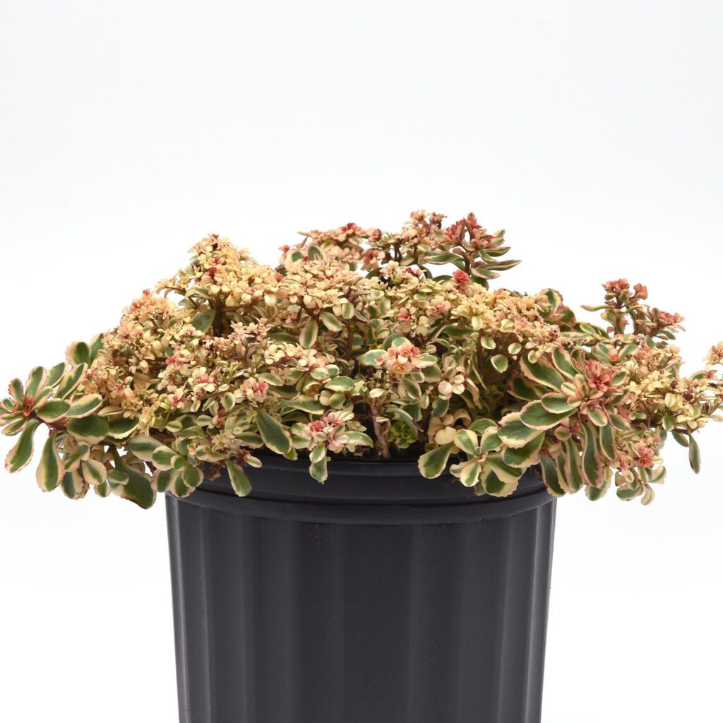 Sedum 'What A Doozie' – Garden Crossings