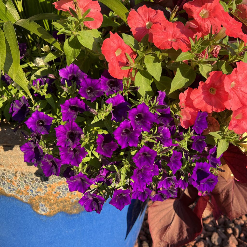 SUPERTUNIA MINI VISTA® ULTRAMARINE™ Petunia