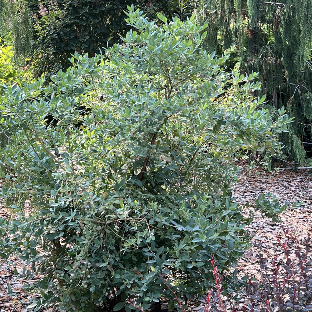 Highbush Blueberry Plants - SPLENDID!™ Blue Vaccinium