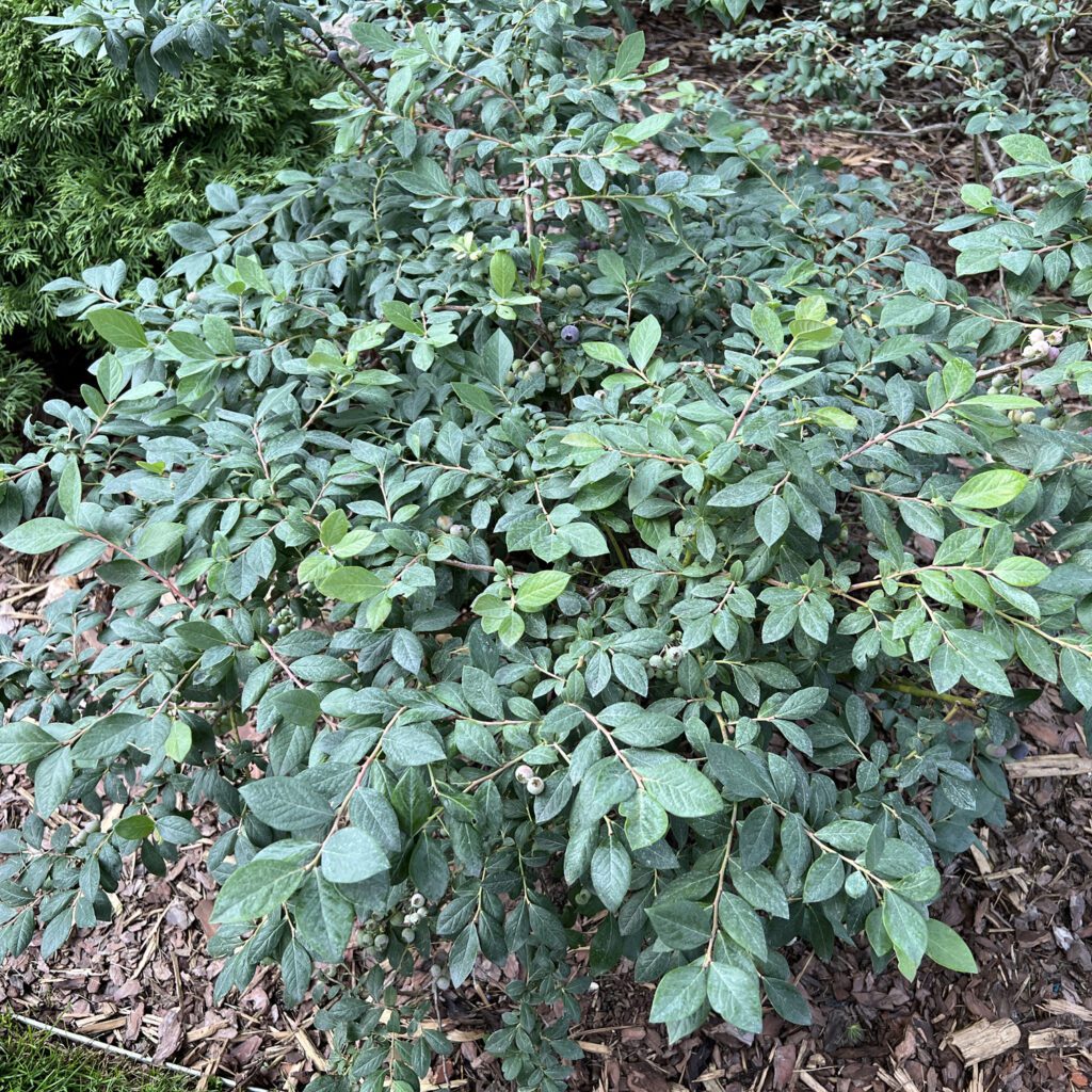 Highbush Blueberry Plants - SPLENDID!™ Blue Vaccinium