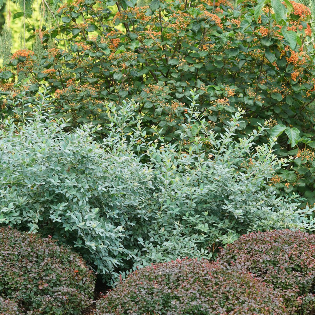 Highbush Blueberry Plants - SPLENDID!™ Blue Vaccinium