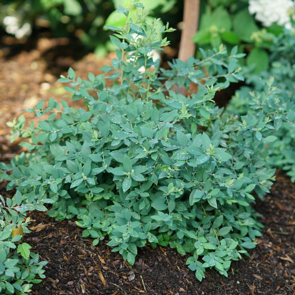 Highbush Blueberry Plants - SPLENDID!™ Blue Vaccinium