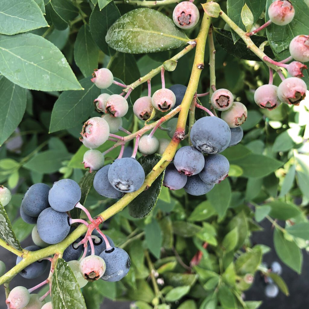Highbush Blueberry Plants - SPLENDID!™ Blue Vaccinium