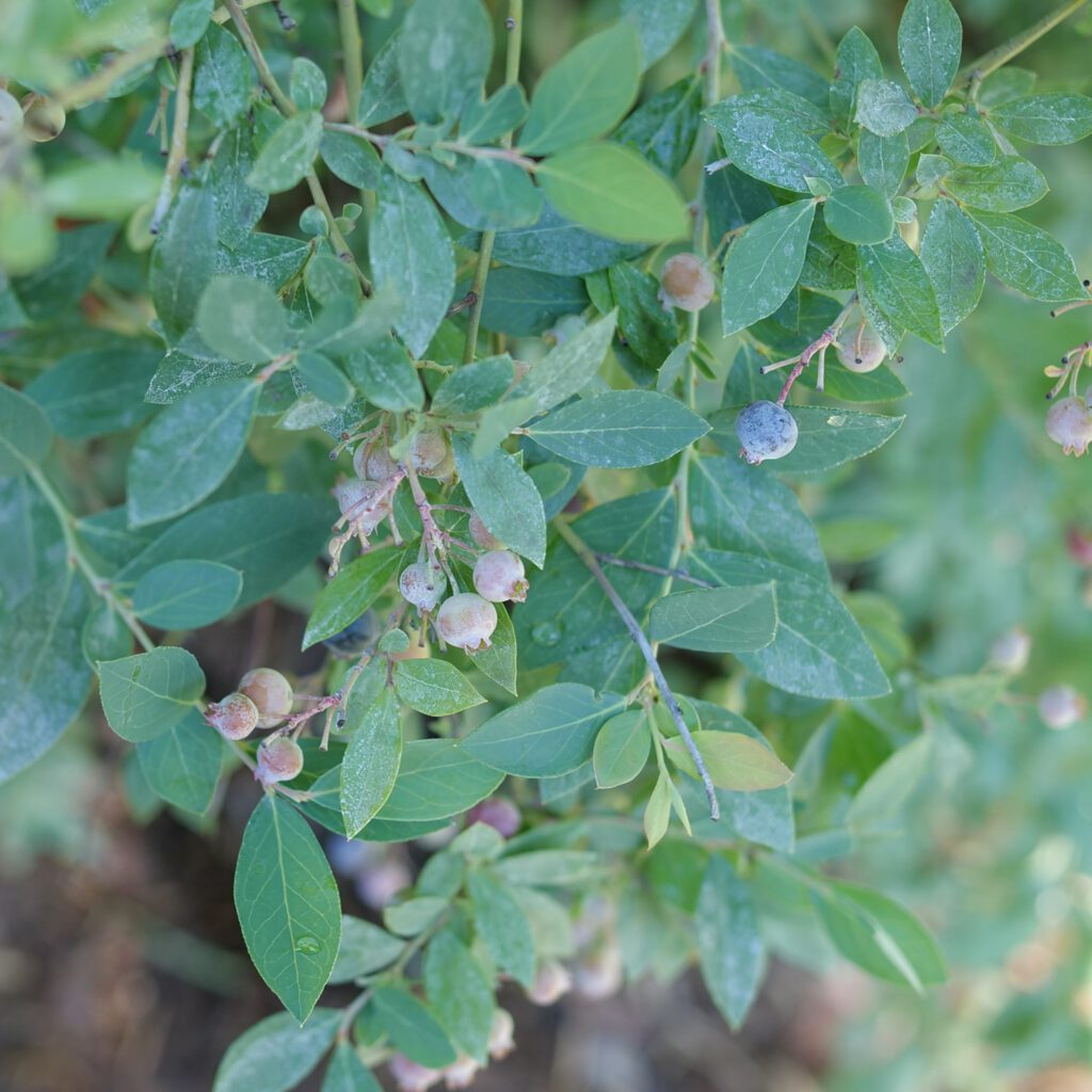 Highbush Blueberry Plants - SPLENDID!™ Blue Vaccinium