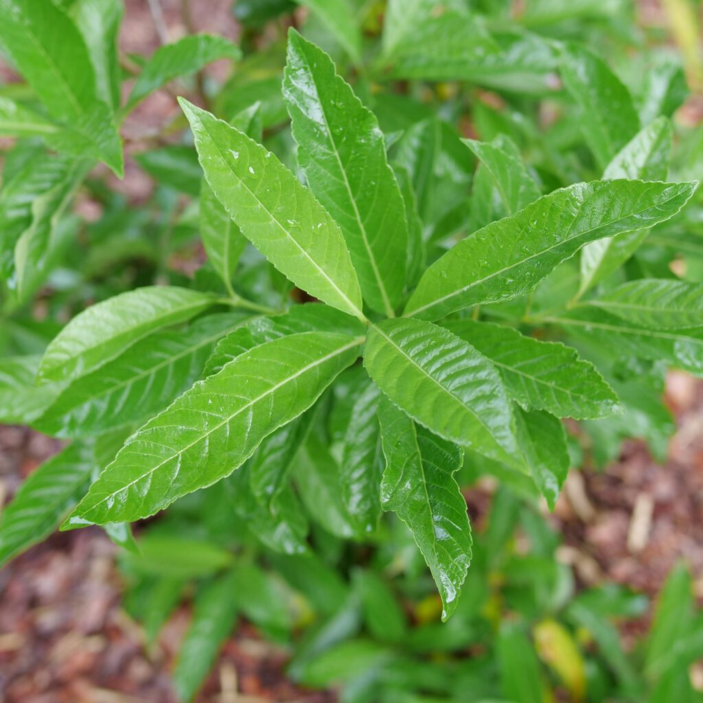Viburnum YARDLINE™ – Garden Crossings