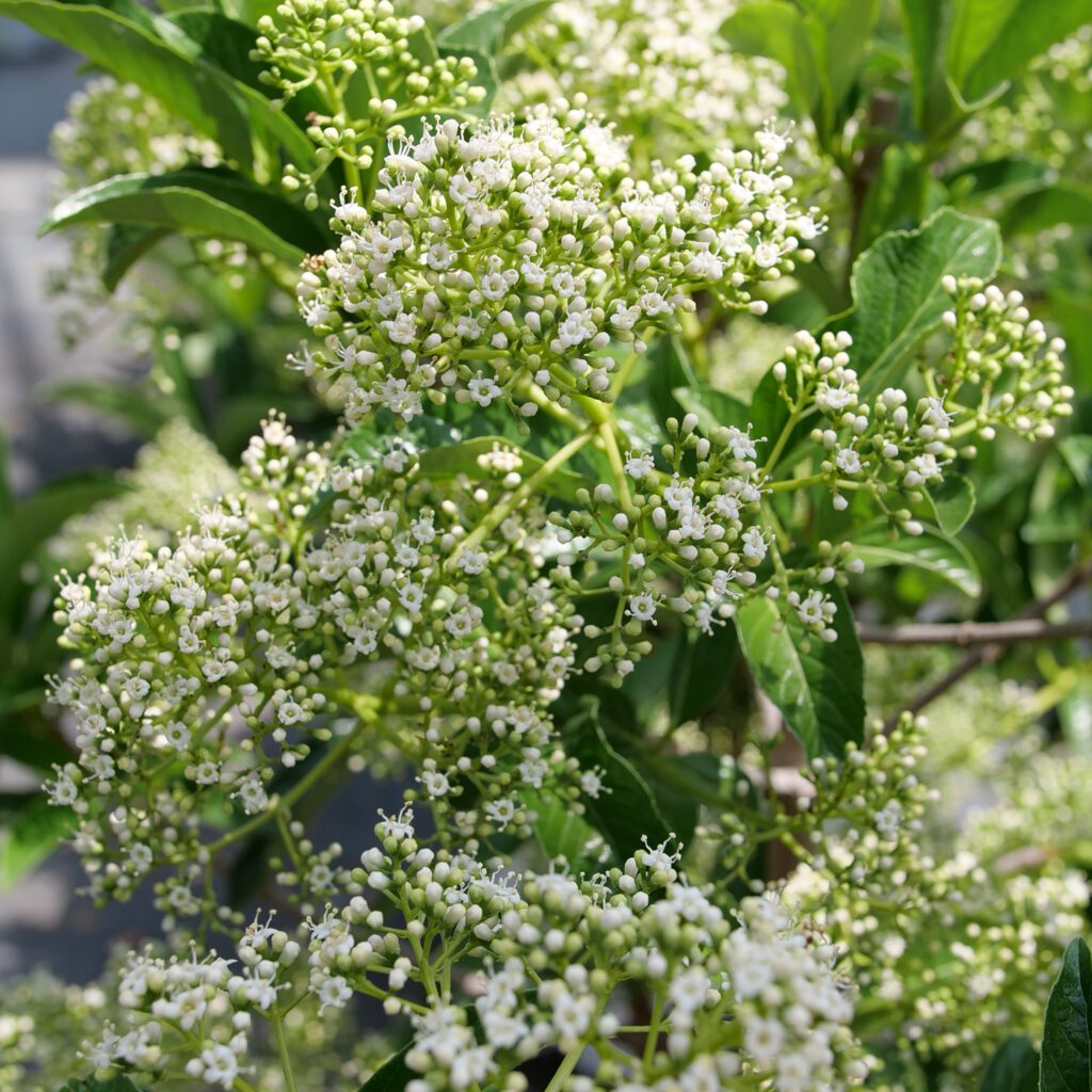 Viburnum YARDLINE™ – Garden Crossings