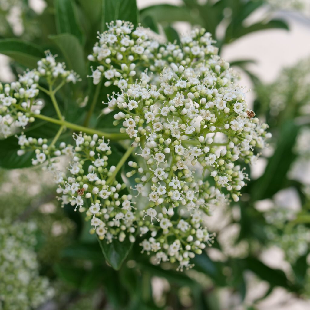 Viburnum YARDLINE™ – Garden Crossings