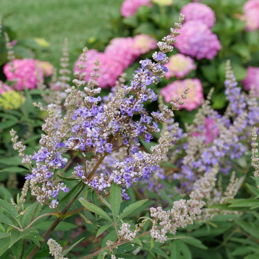 Vitex ROCK STEADY™ – Garden Crossings