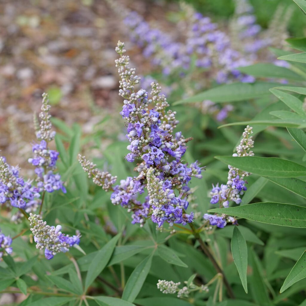 Vitex ROCK STEADY™ – Garden Crossings