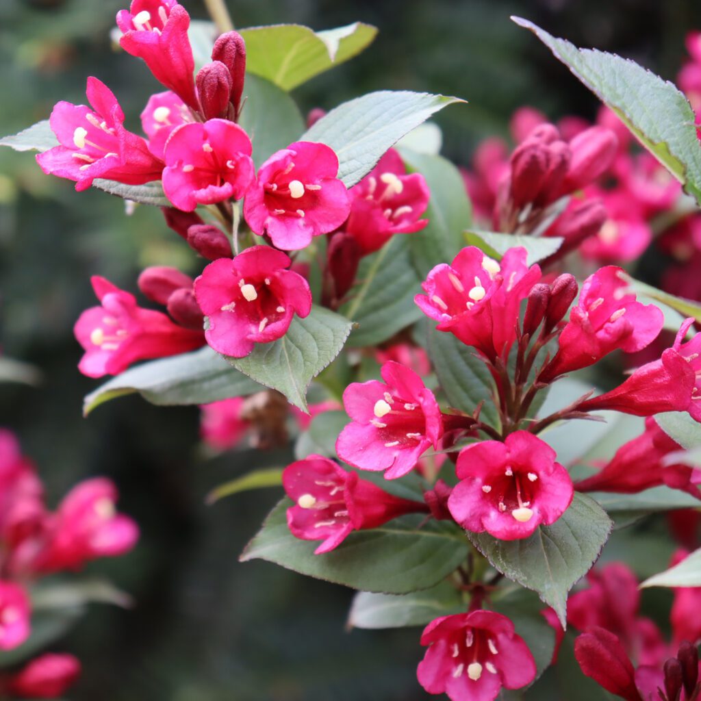 Weigela SONIC BLOOM® PUNCH – Garden Crossings