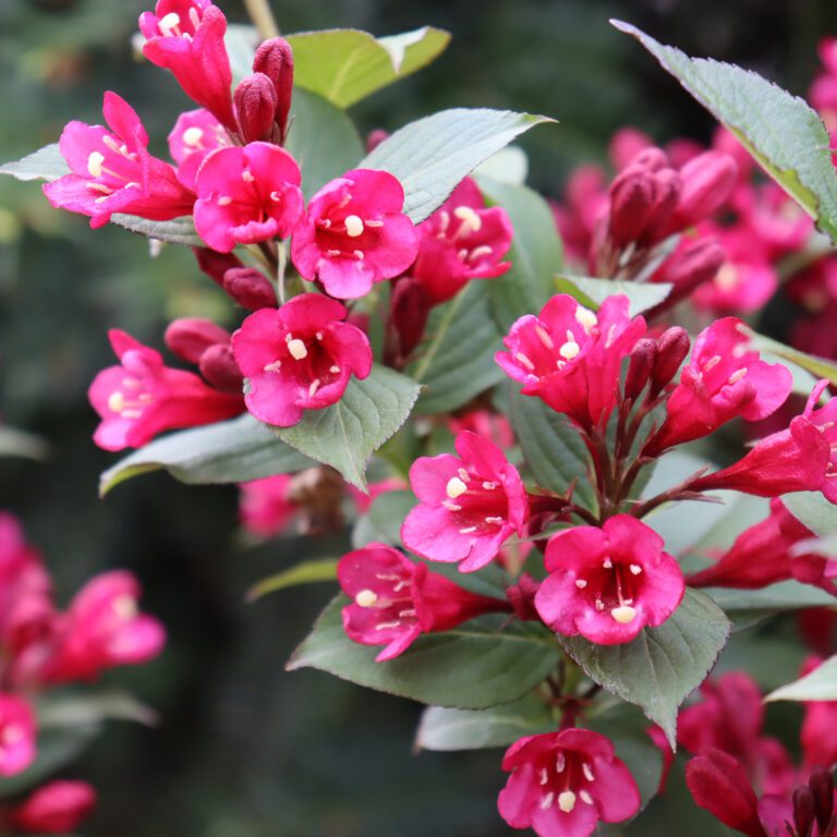Weigela SONIC BLOOM® PUNCH – Garden Crossings
