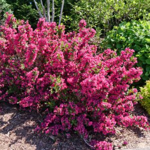 Weigela SONIC BLOOM® PUNCH – Garden Crossings